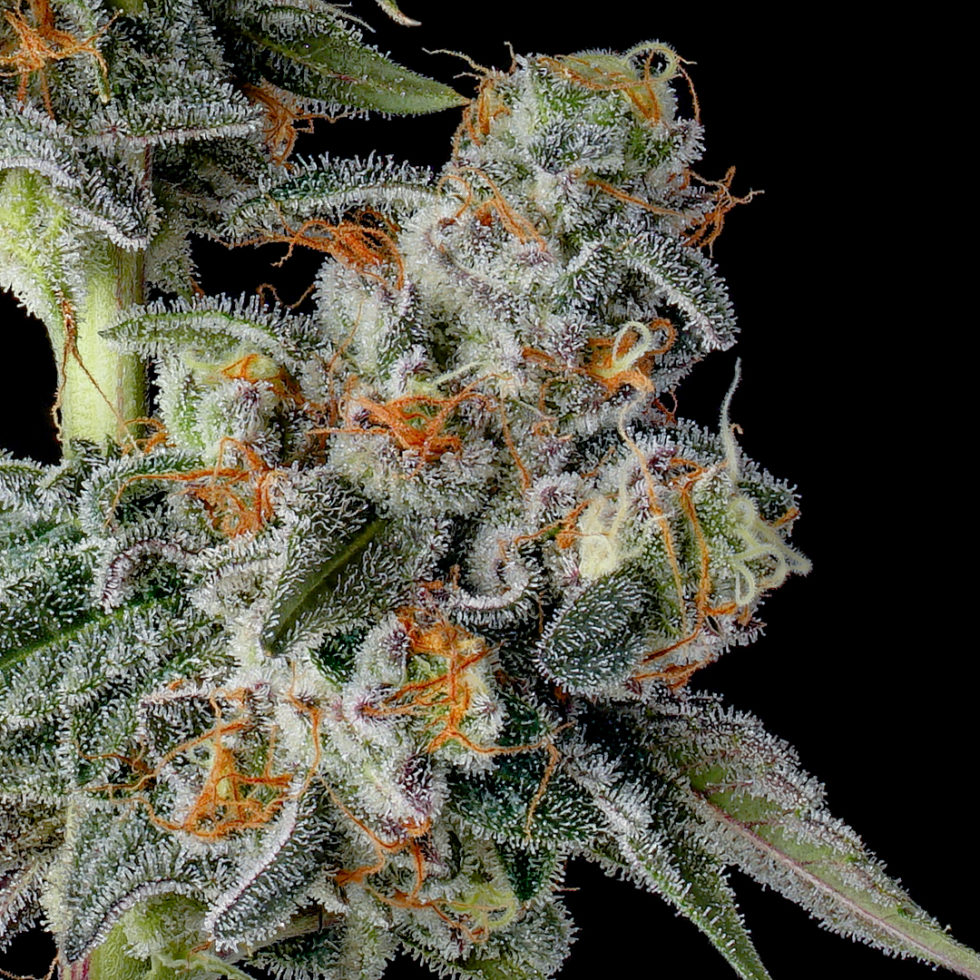 Lemon Cherry Pie Strain