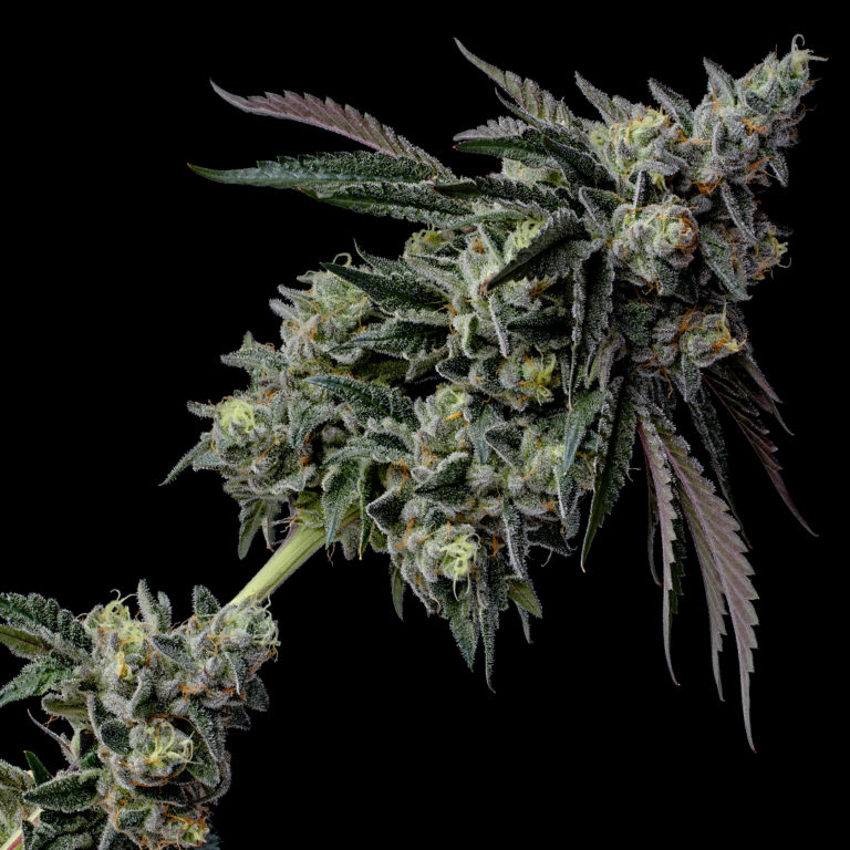 Blueberry Pie Strain - Raw Genetics