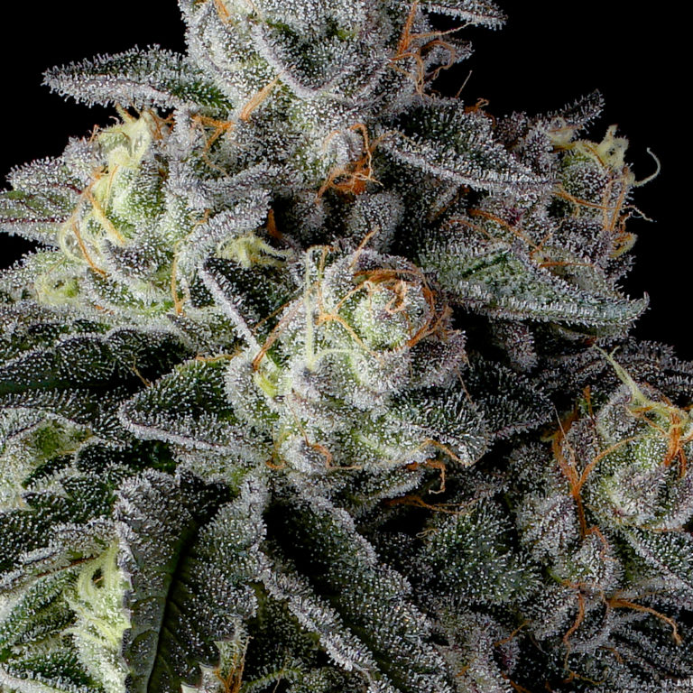 Blueberry Pie Strain - Raw Genetics