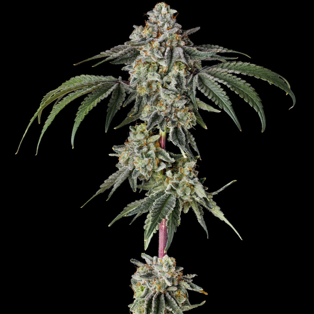 Lemon Cherry Pie Strain