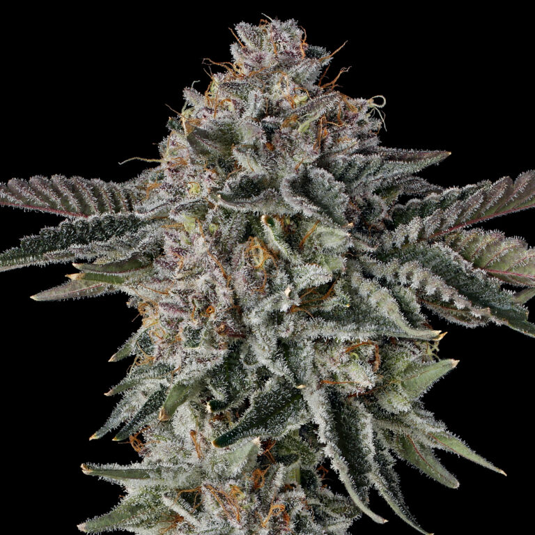 Cherry Paloma Strain