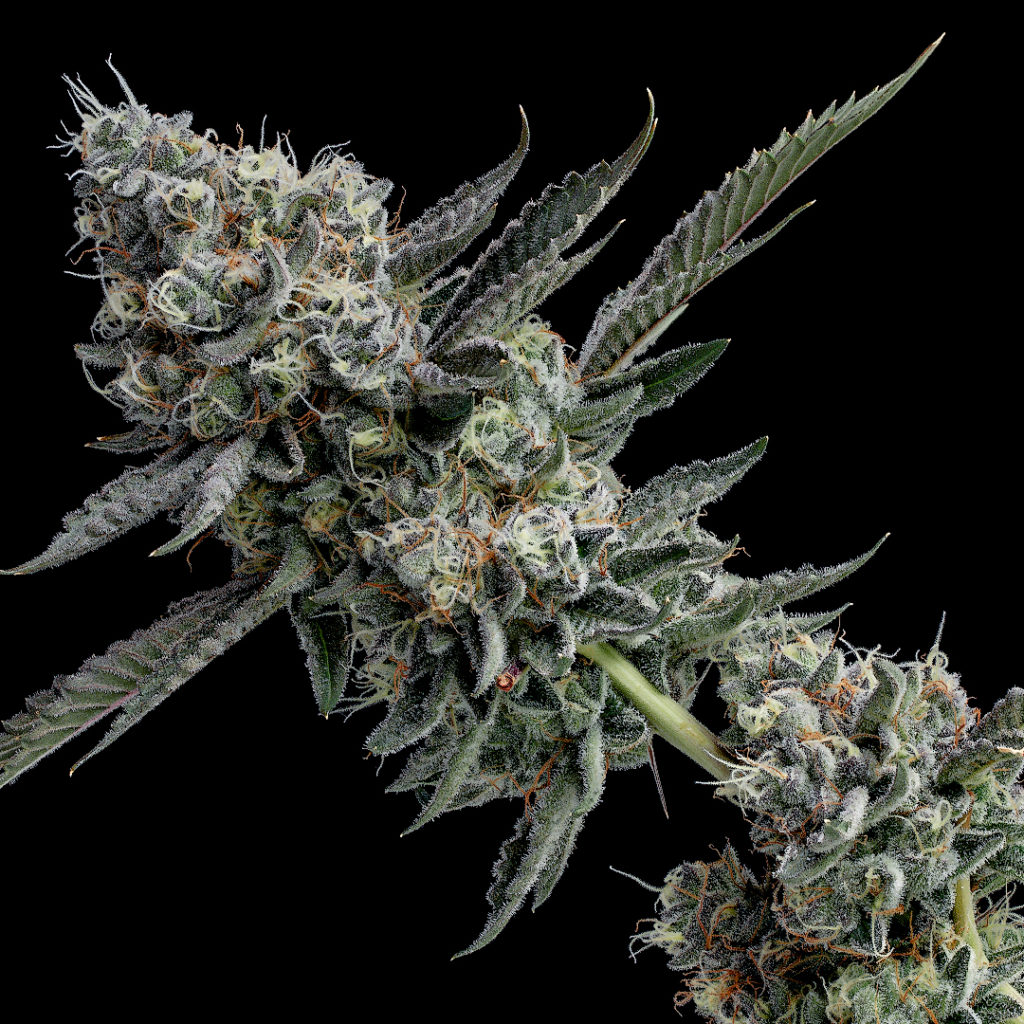 Apple Strudel - Raw Genetics