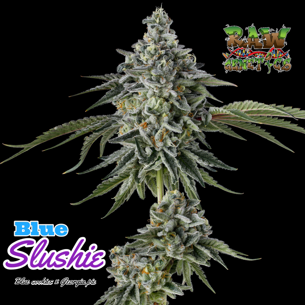 Blue Slushie Strain