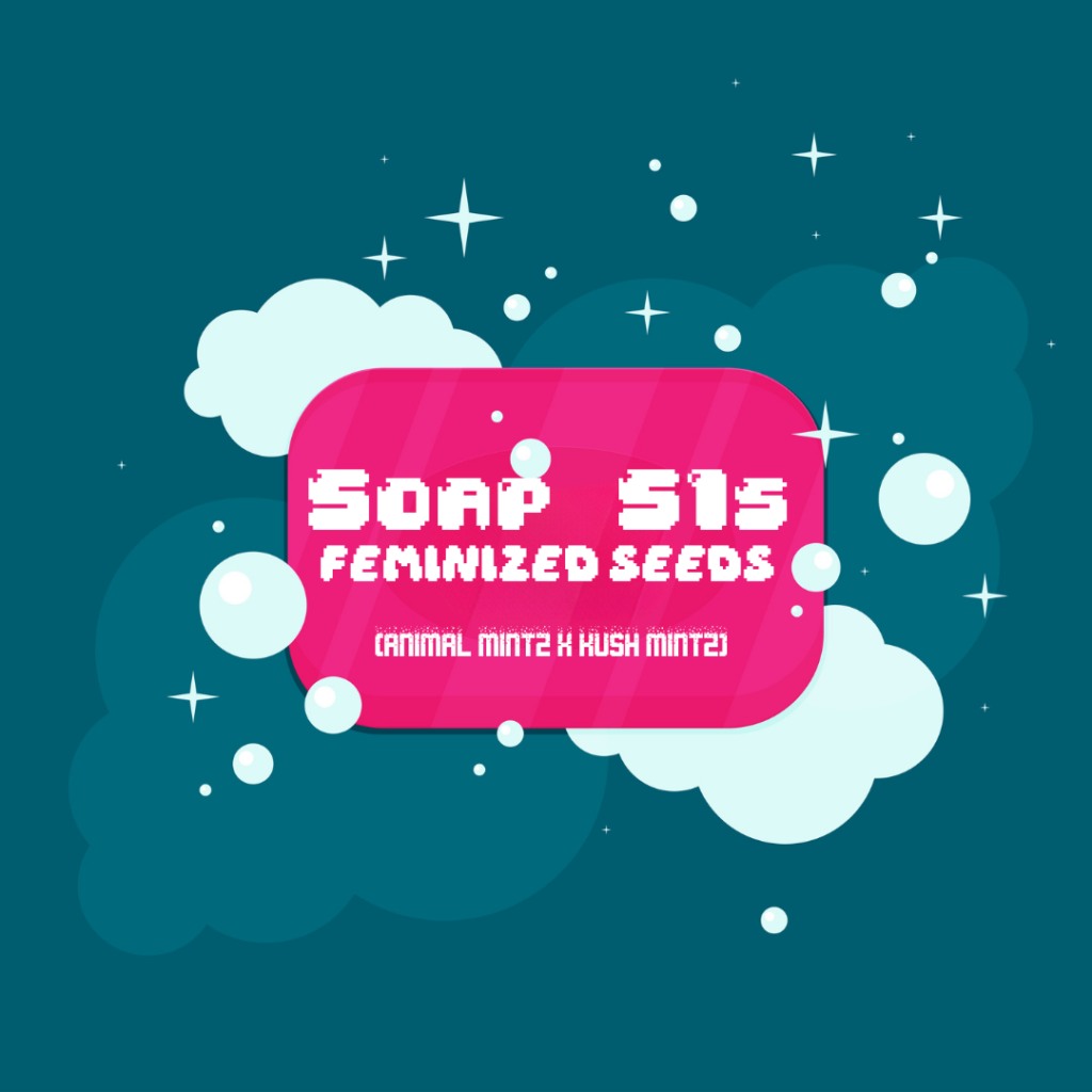 The Soap Strain Review - Raw Genetics