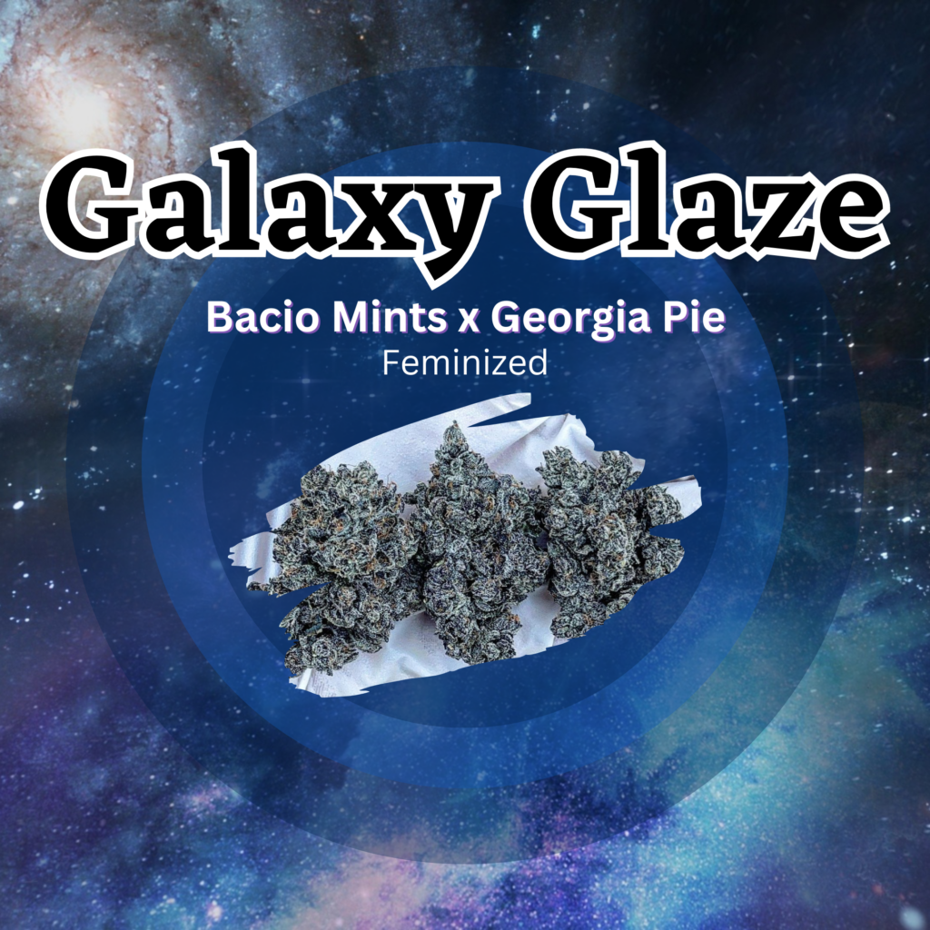 Galaxy Glaze Strain - Raw Genetics