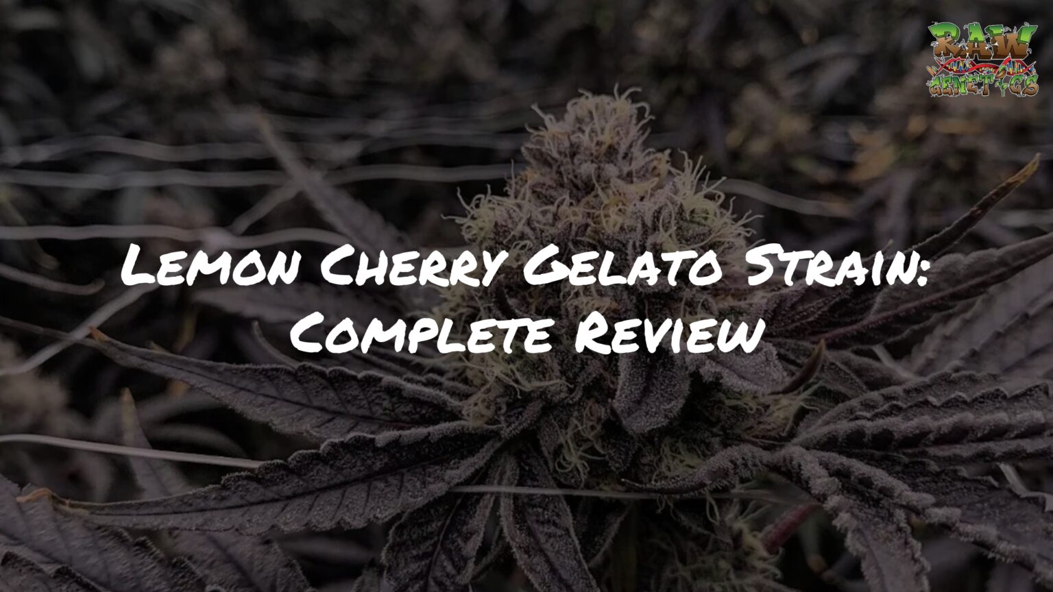 Lemon Cherry Gelato Strain Complete Review