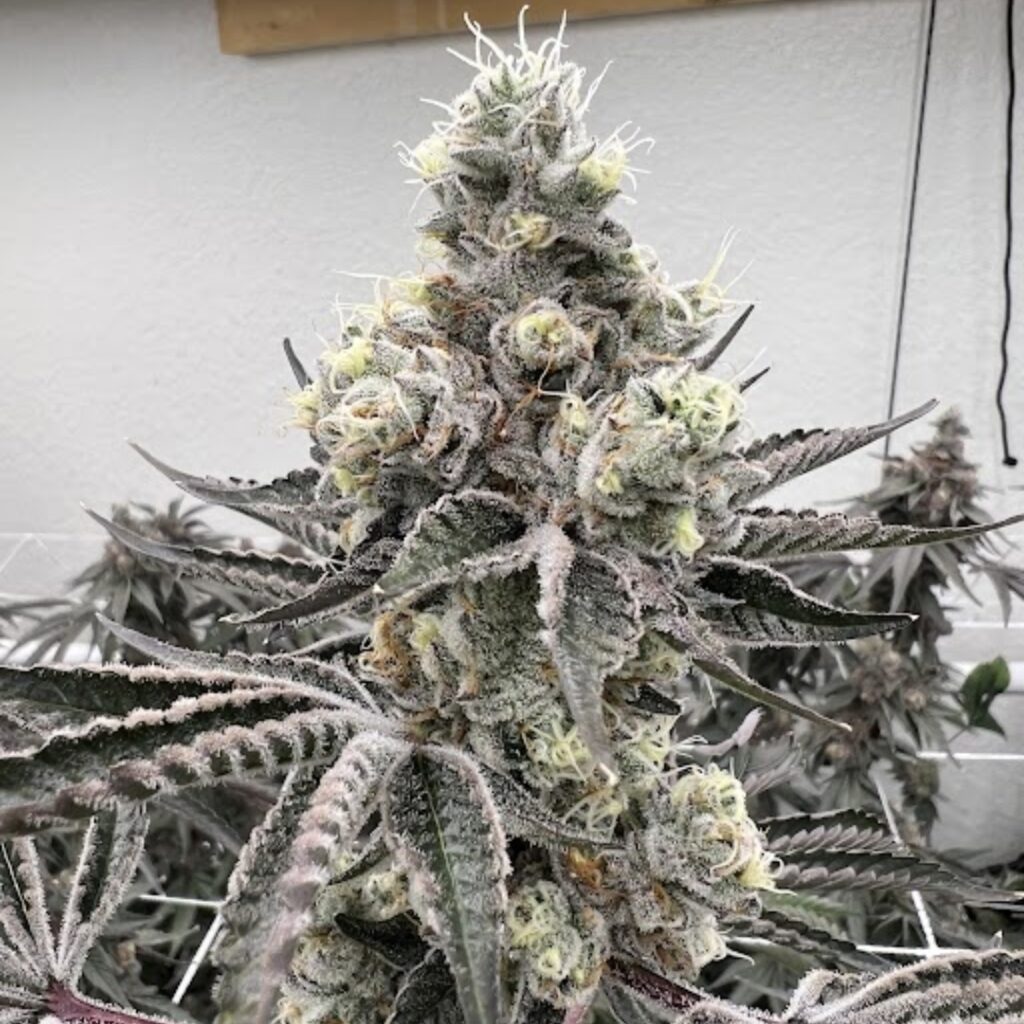 Pave Strain aka Pavé Review + S1 Seeds - Raw Genetics