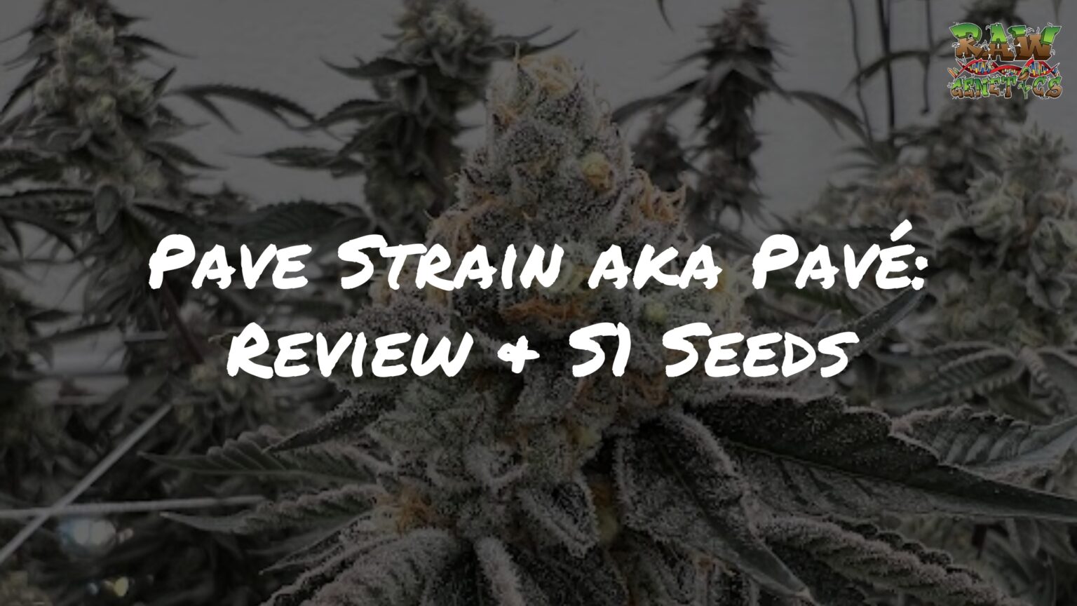 Pave Strain aka Pavé Review + S1 Seeds - Raw Genetics