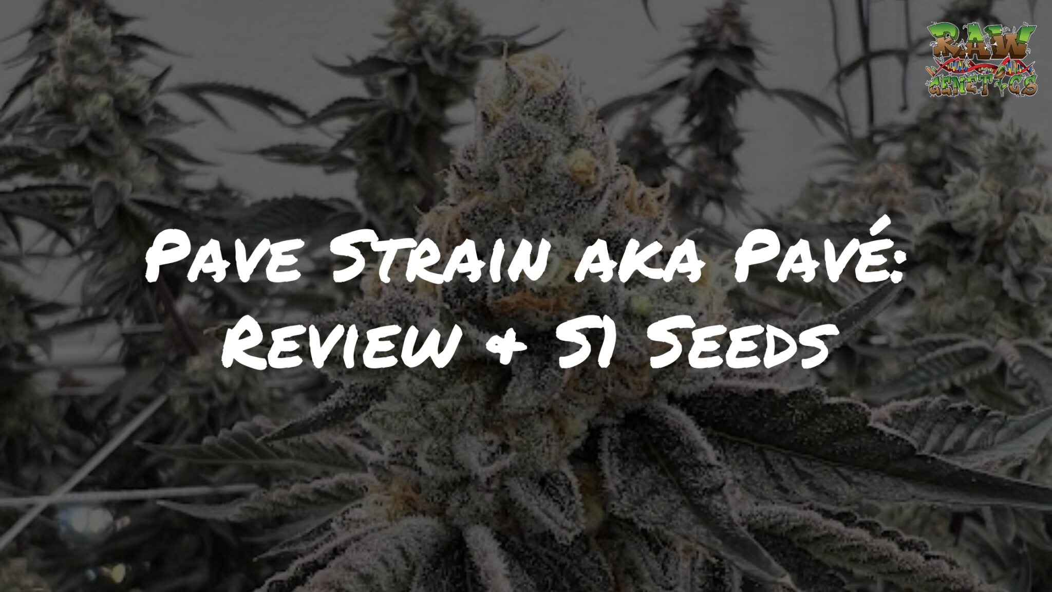 Pave Strain aka Pavé Review + S1 Seeds - Raw Genetics