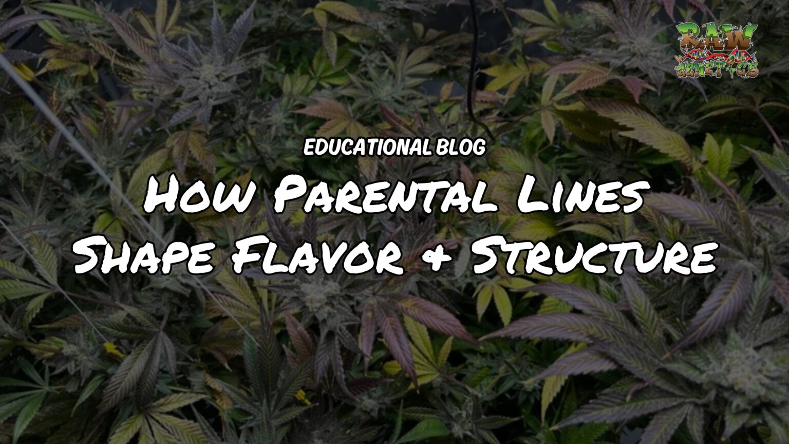 How Parental Lines Shape Cannabis Breeding - Raw Genetics