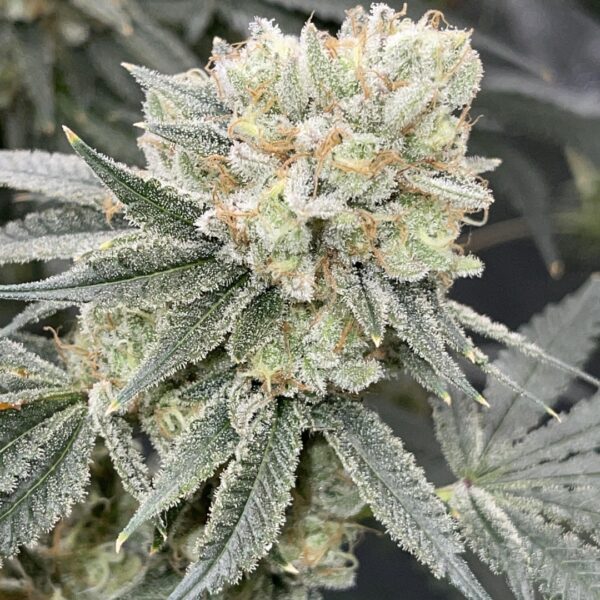 Hella Jelly Strain Review & Origin Story - Raw Genetics