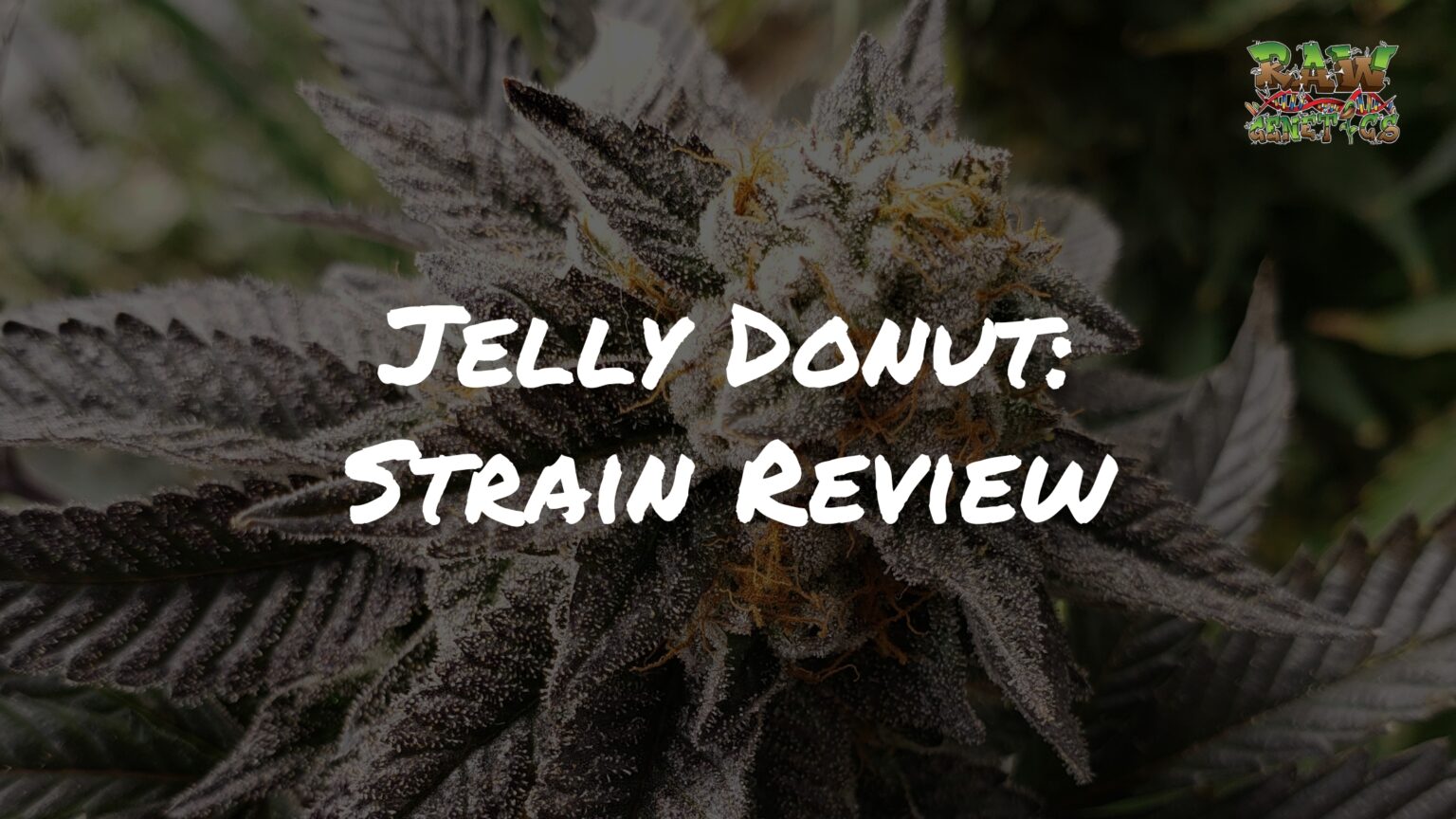 Jelly Donut Strain Review - Raw Genetics