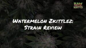 Watermelon Zkittlez Strain Review - Raw Genetics
