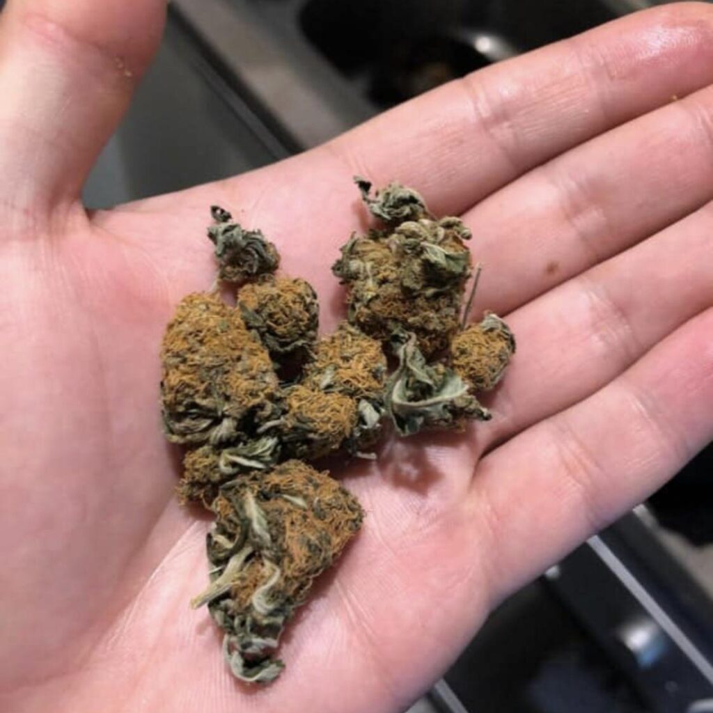 What Is PGR Weed? How To Spot The Difference - Raw Genetics